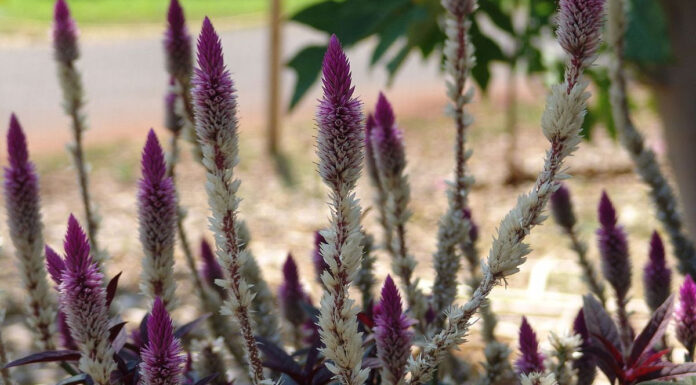 Gunugu Puvvulu : గునుగు పువ్వులను చూసి పనికిరాని పూలు అనుకుంటున్నారా ...