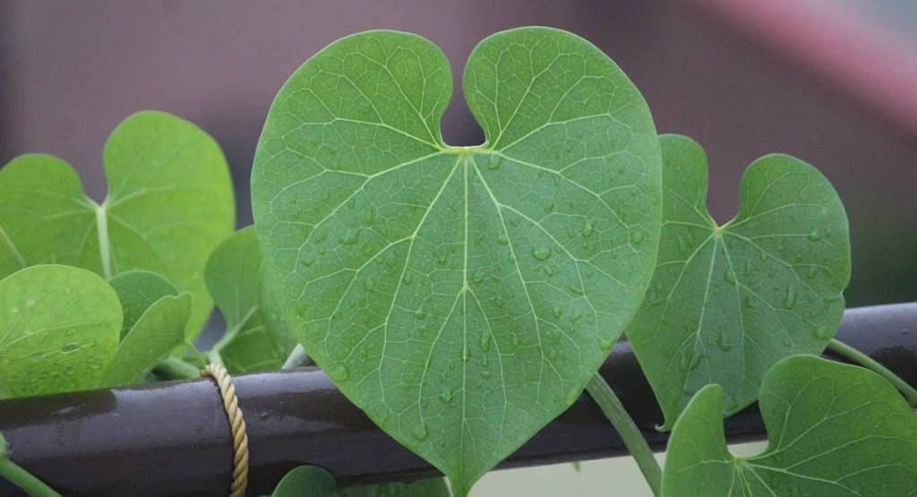 Thippatheega : తిప్పతీగతో ఎన్ని అద్భుత లాభాలో తెలుసా.. రోజుకు రెండు ...