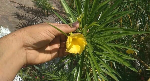 Health Benefits : పచ్చ గన్నేరు చెట్టు ప్రయోజనాలు తెలుసా.. కానీ ఈ ...